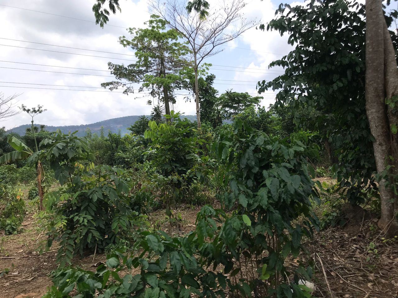 farmland located at 25 Mangoase in Oyoko Town - Prop-Tis GH